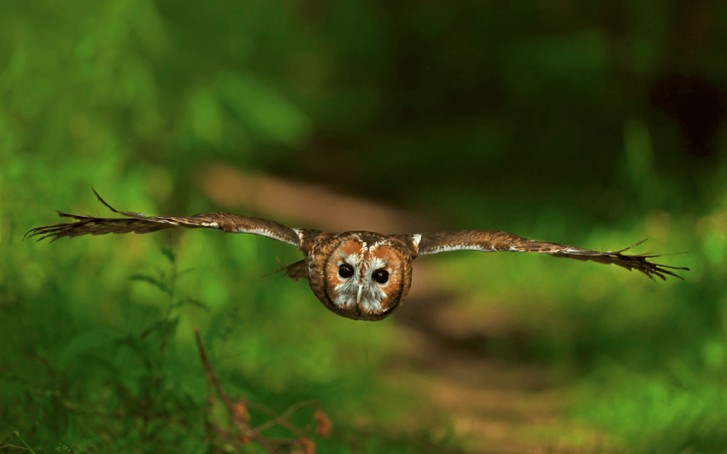 Owl Power – VideoNeat