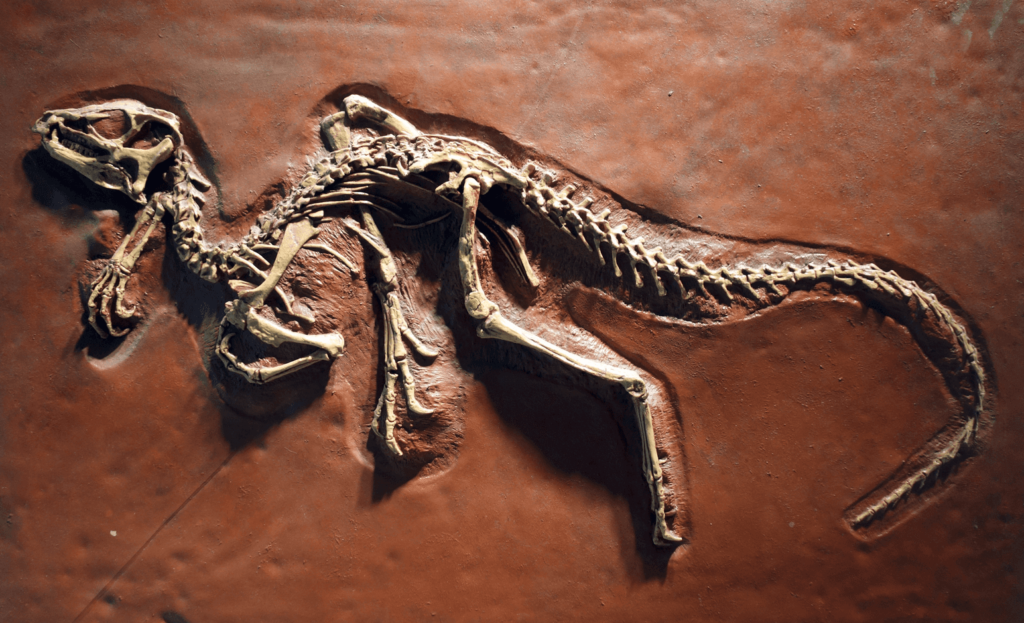 Introduction to Paleontology – VideoNeat