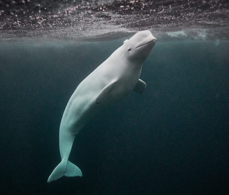 Dolly: The Sheep That Changed the World – VideoNeat