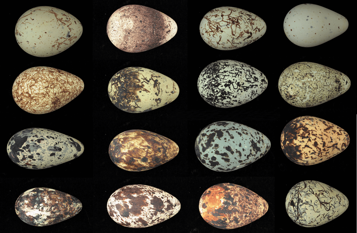 The Egg: Life’s Perfect Invention – VideoNeat