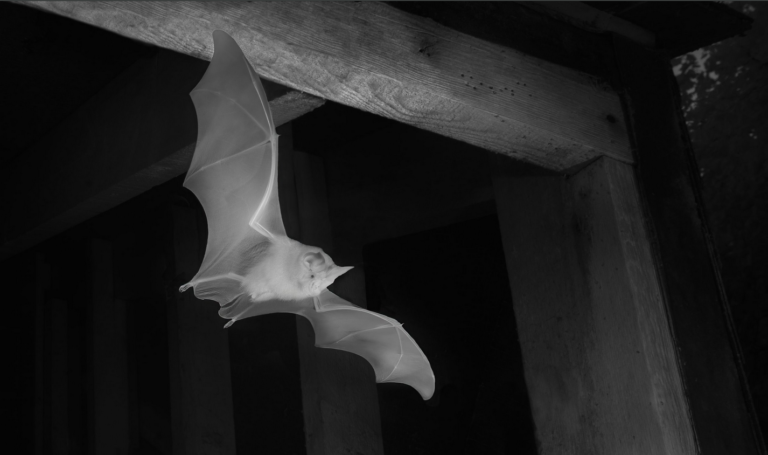 Inside the Bat Cave – VideoNeat