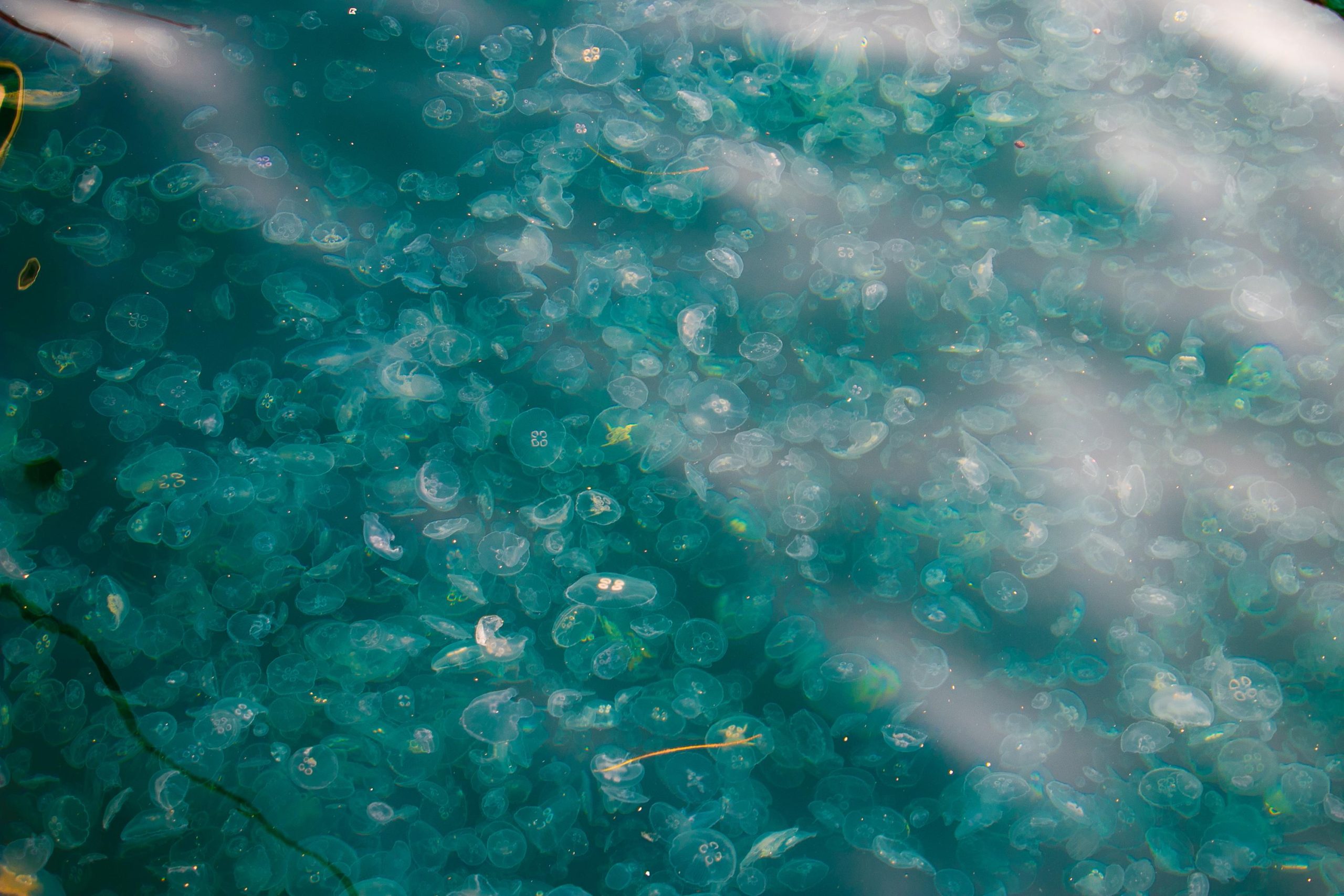 Jellyfish on the rise? – VideoNeat